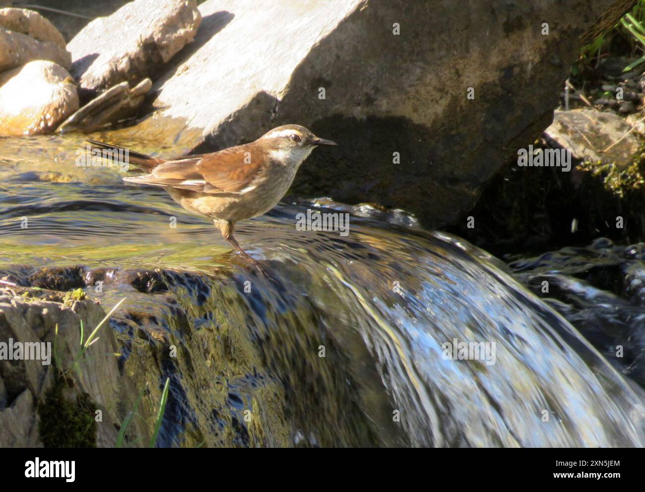 Olrog's Cinclodes (Cinclodes olrogi) Aves Stock Photo - Alamy