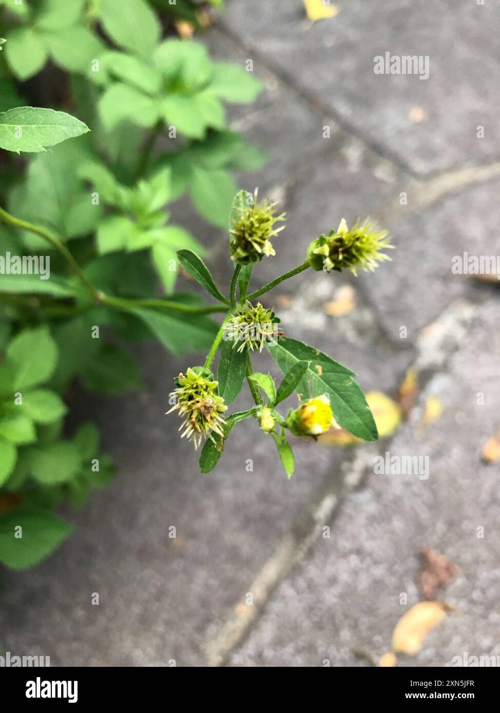 White beggarticks (Bidens alba) Plantae Stock Photo - Alamy