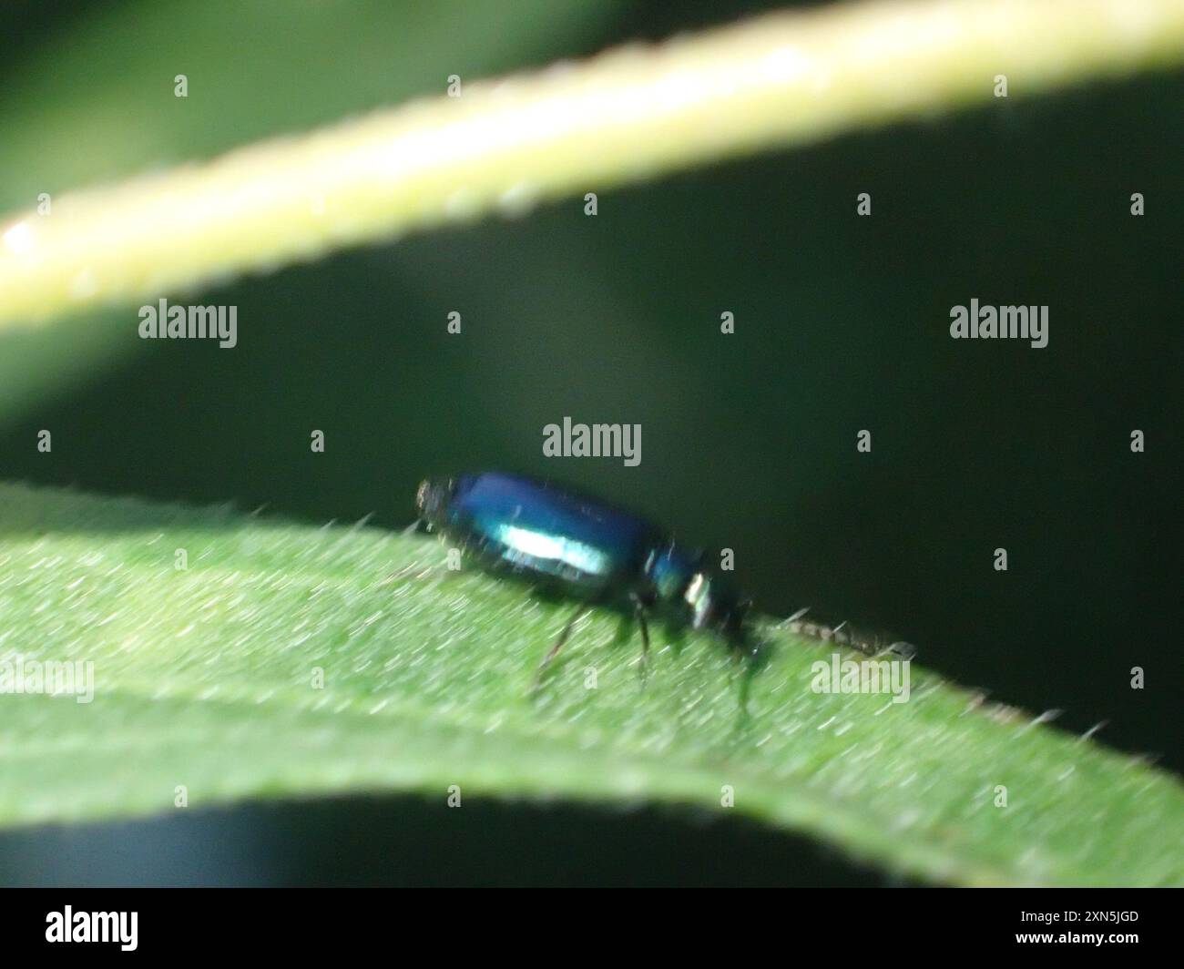 Flower Lebia Beetle (Lebia viridis) Insecta Stock Photo - Alamy