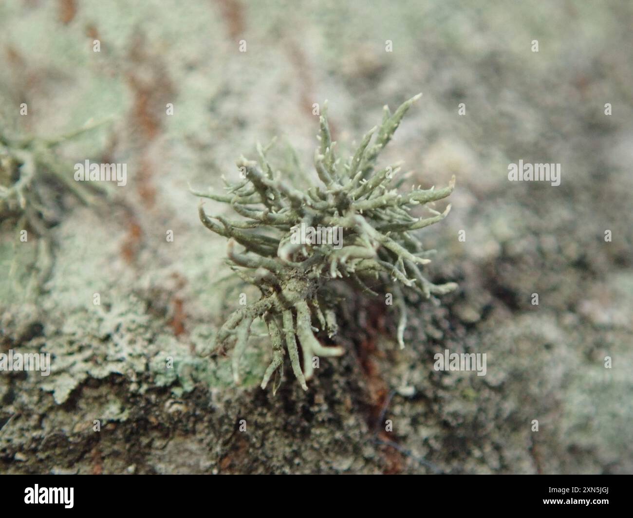 bushy lichens, sea-fog lichens, and allies (Ramalinaceae) Fungi Stock ...