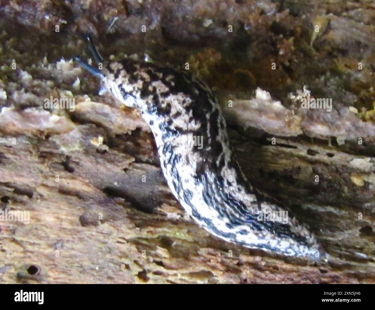 Carolina Mantleslug (Philomycus carolinianus) Mollusca Stock Photo - Alamy