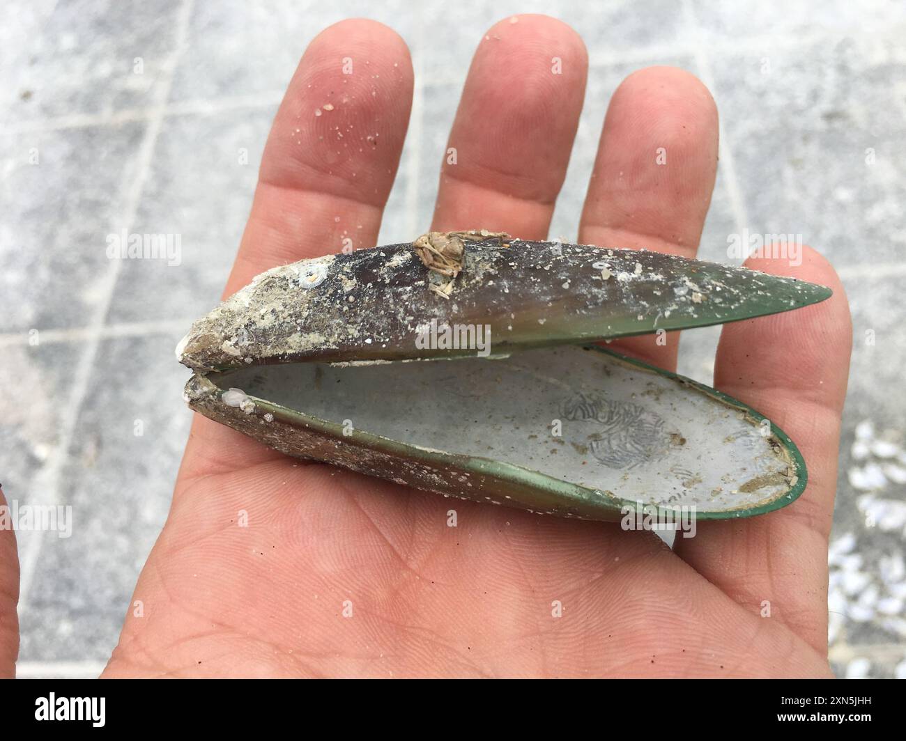 Asian Green Mussel (Perna viridis) Mollusca Stock Photo - Alamy