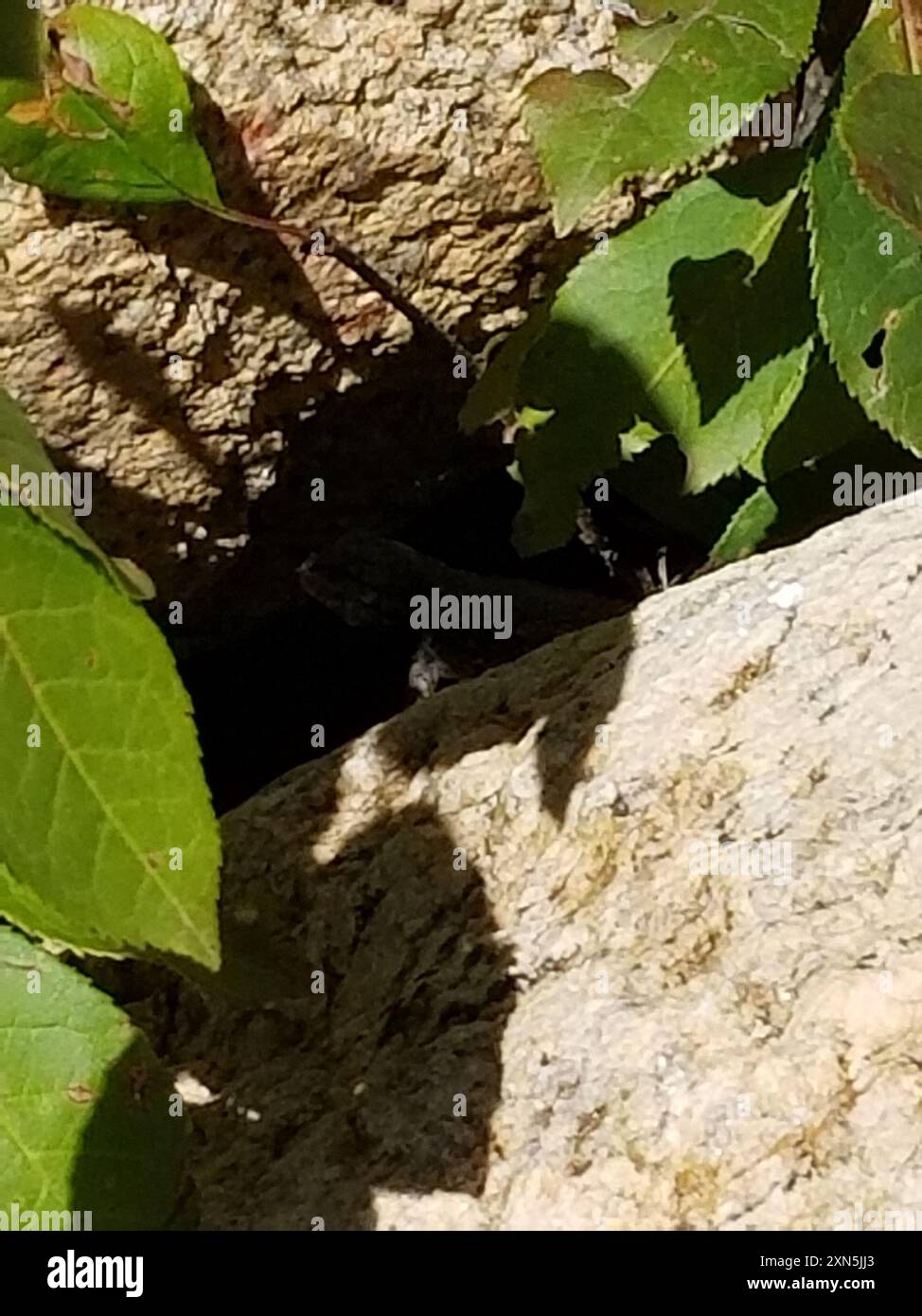 Prairie Lizard (Sceloporus consobrinus) Reptilia Stock Photo - Alamy