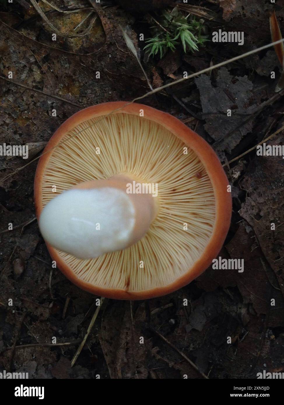 Weeping milk cap hi-res stock photography and images - Alamy