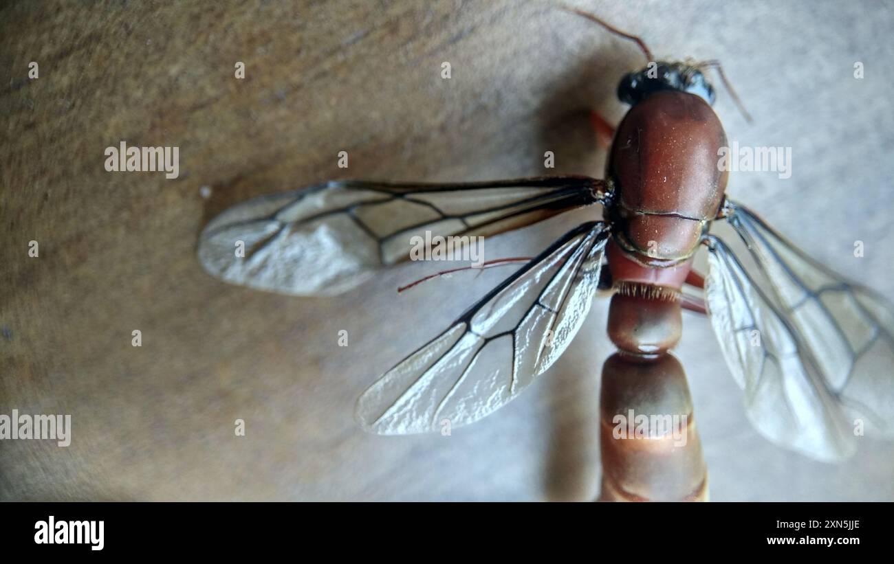 Driver Ants (Dorylus) Insecta Stock Photo - Alamy