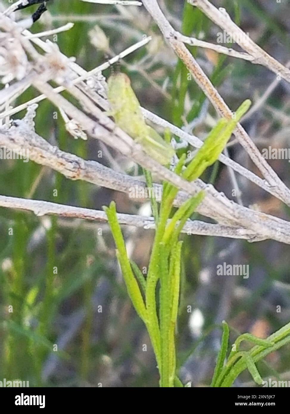 Redshanks (Adenostoma sparsifolium) Plantae Stock Photo - Alamy