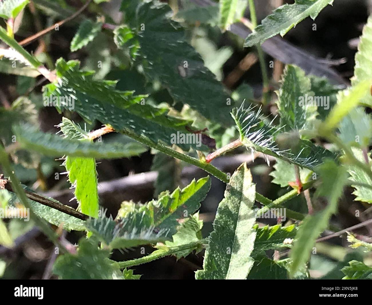 desert noseburn (Tragia ramosa) Plantae Stock Photo - Alamy