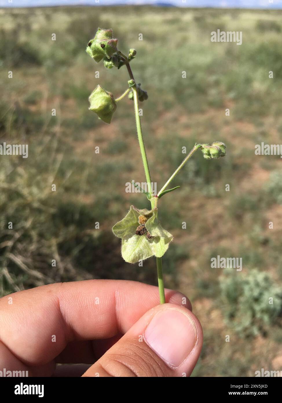 Narrowleaf Four o'Clock (Mirabilis linearis) Plantae Stock Photo - Alamy