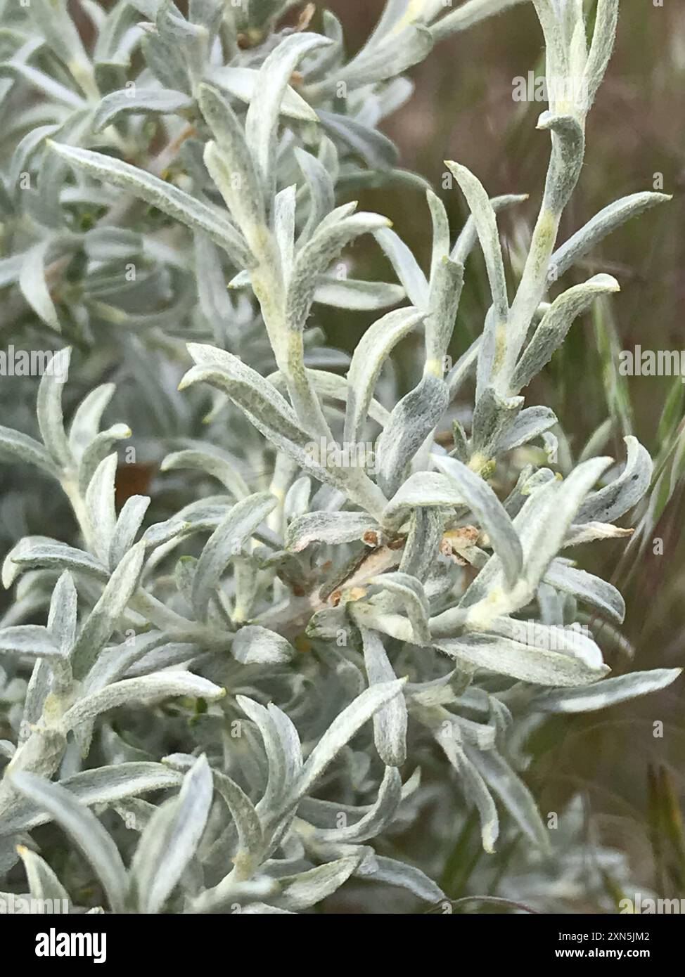 Spineless Horsebrush (Tetradymia canescens) Plantae Stock Photo - Alamy
