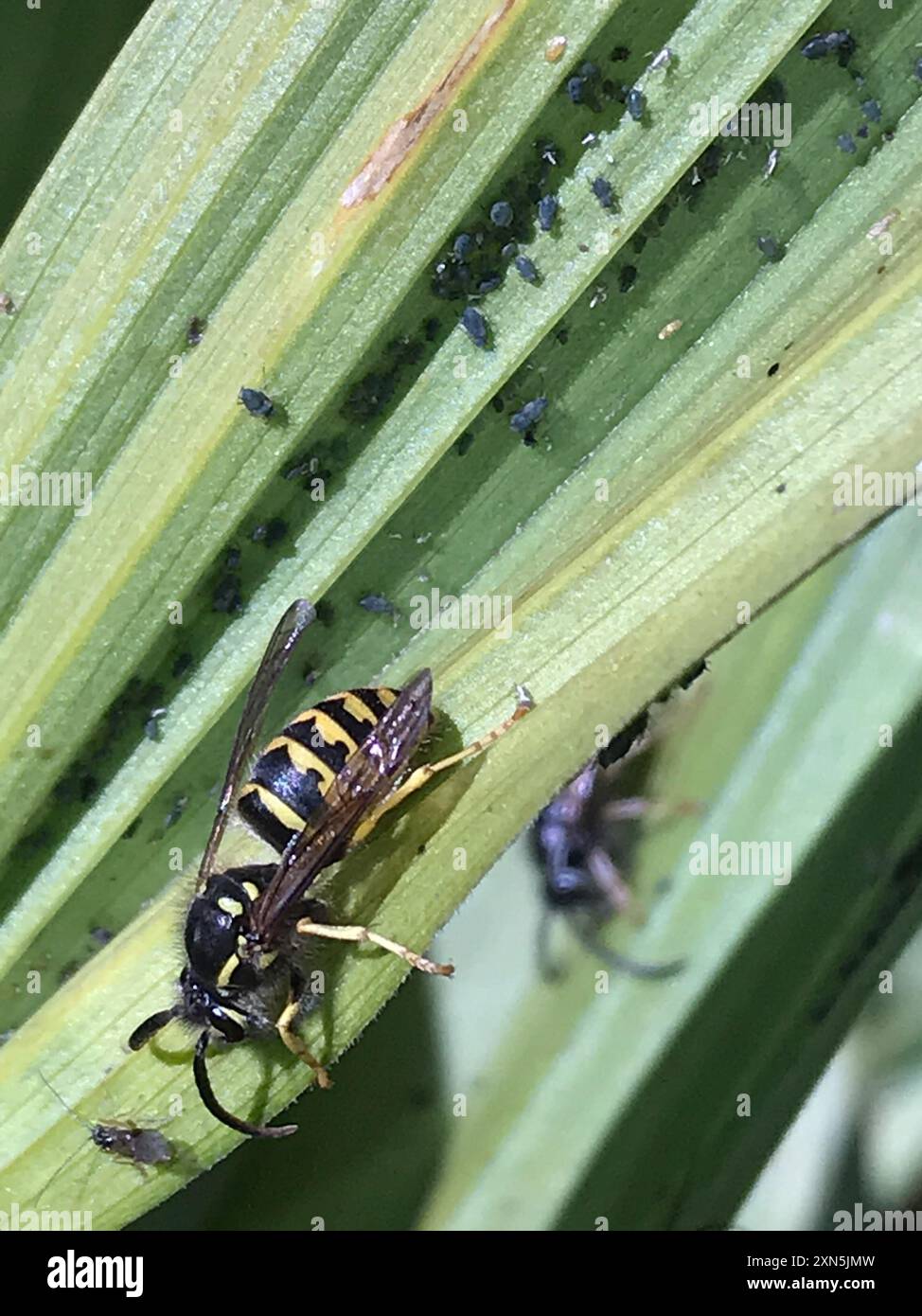 Common Aerial Yellowjacket (Dolichovespula arenaria) Insecta Stock ...