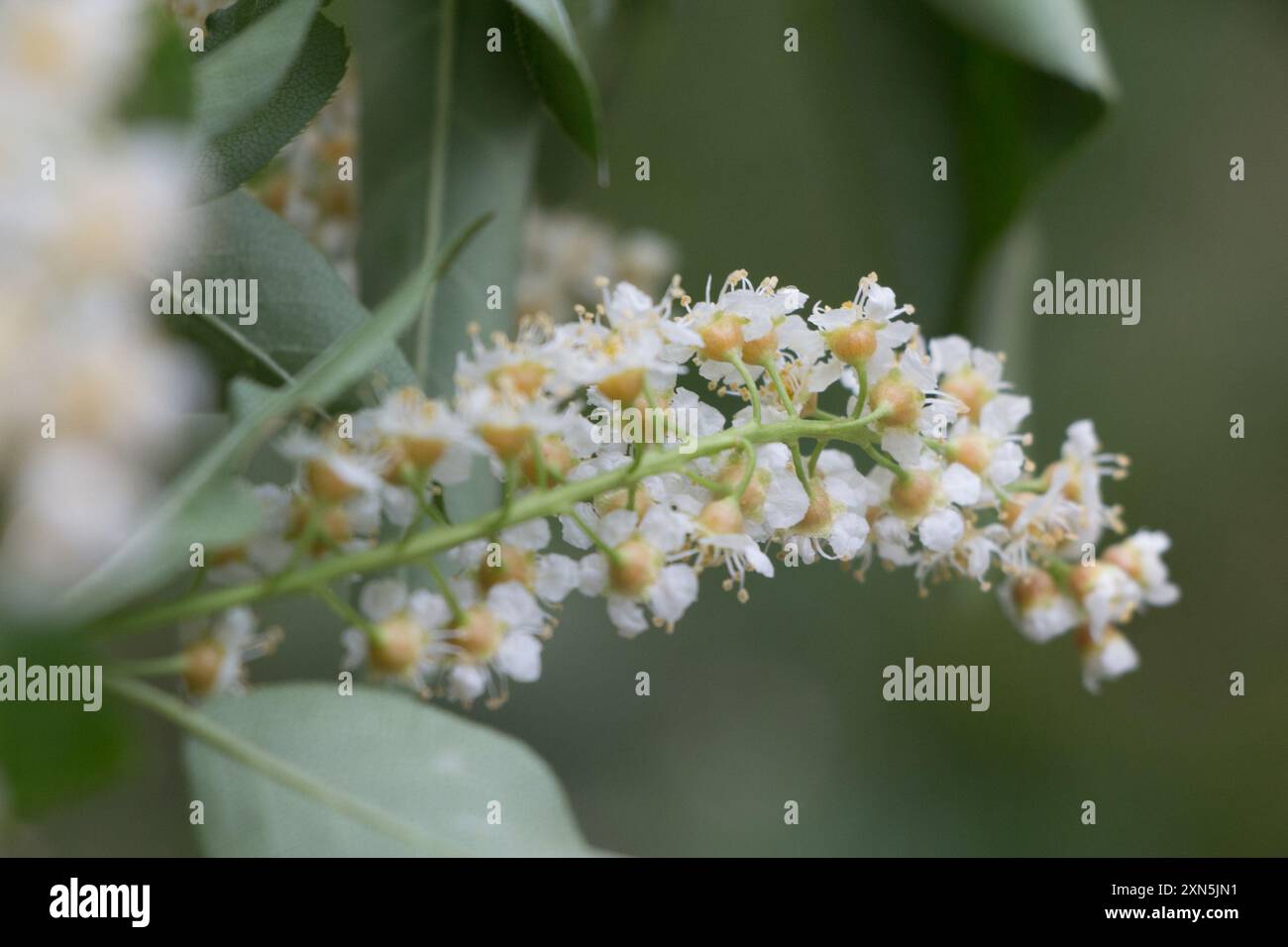 Western Chokecherry (Prunus virginiana demissa) Plantae Stock Photo - Alamy