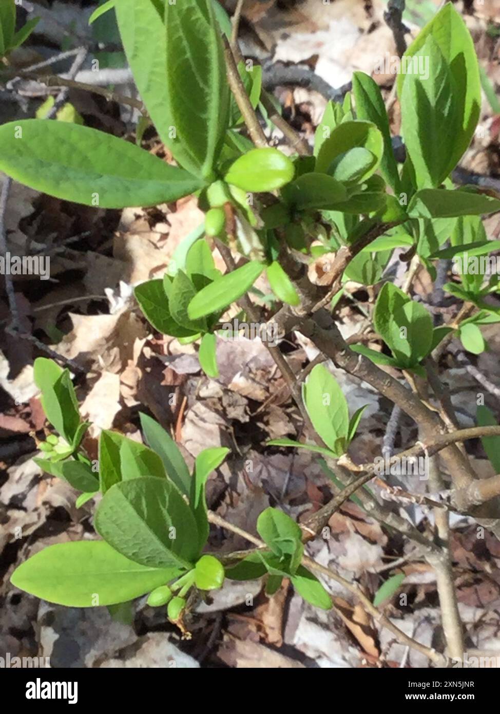 eastern leatherwood (Dirca palustris) Plantae Stock Photo - Alamy