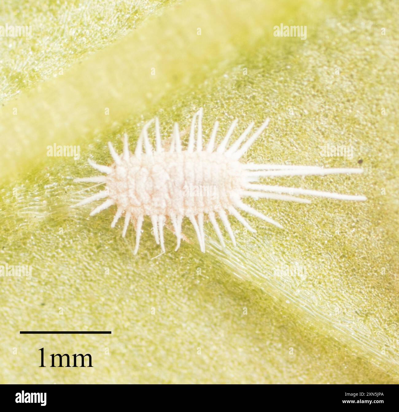long-tailed mealybug (Pseudococcus longispinus) Insecta Stock Photo - Alamy