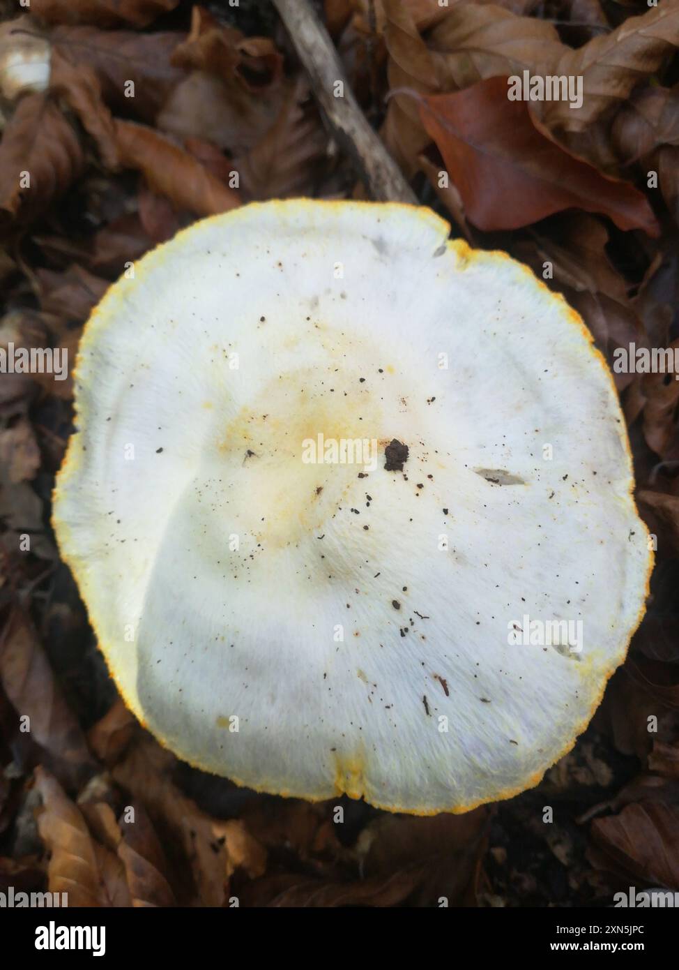Gold Dust Waxy Cap (Hygrophorus chrysodon) Fungi Stock Photo - Alamy