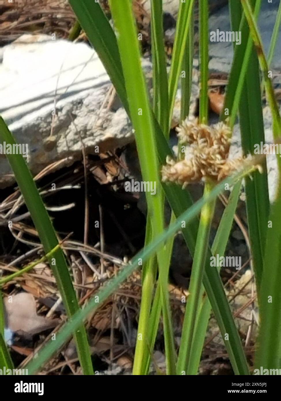 grasses, sedges, cattails, and allies (Poales) Plantae Stock Photo - Alamy