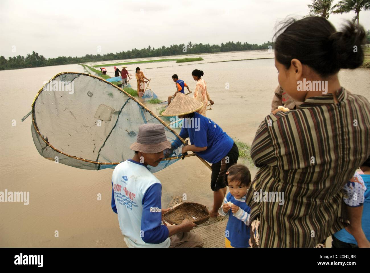 Farmers fishing with fish nets on a flooded rice field as an ...