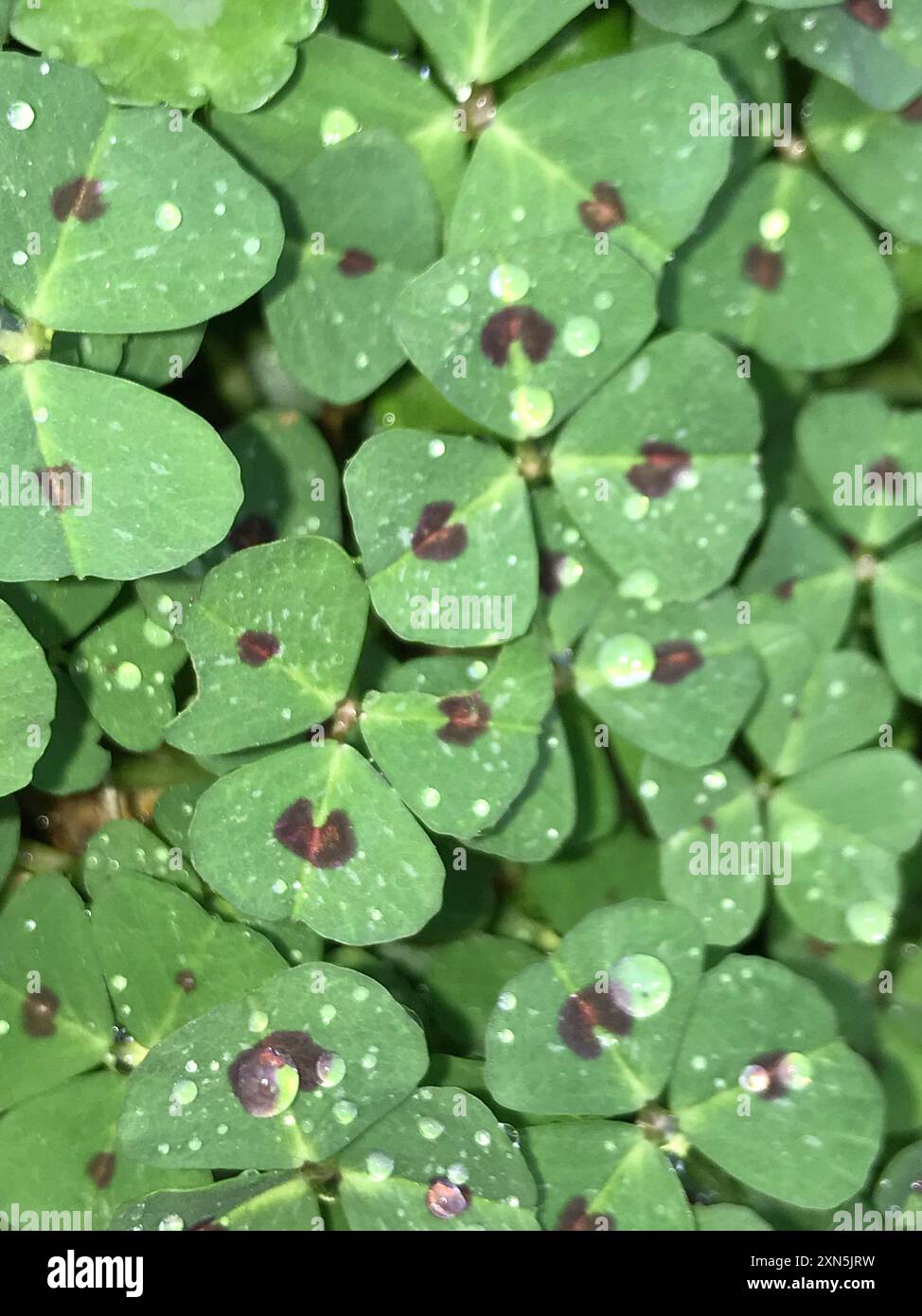 Spotted medick (Medicago arabica) Plantae Stock Photo - Alamy