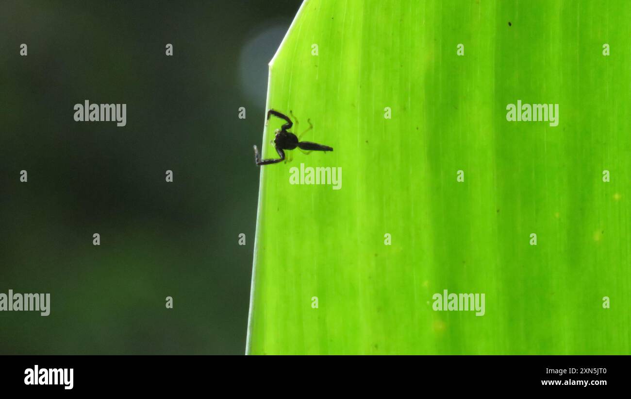Bavia hi-res stock photography and images - Alamy