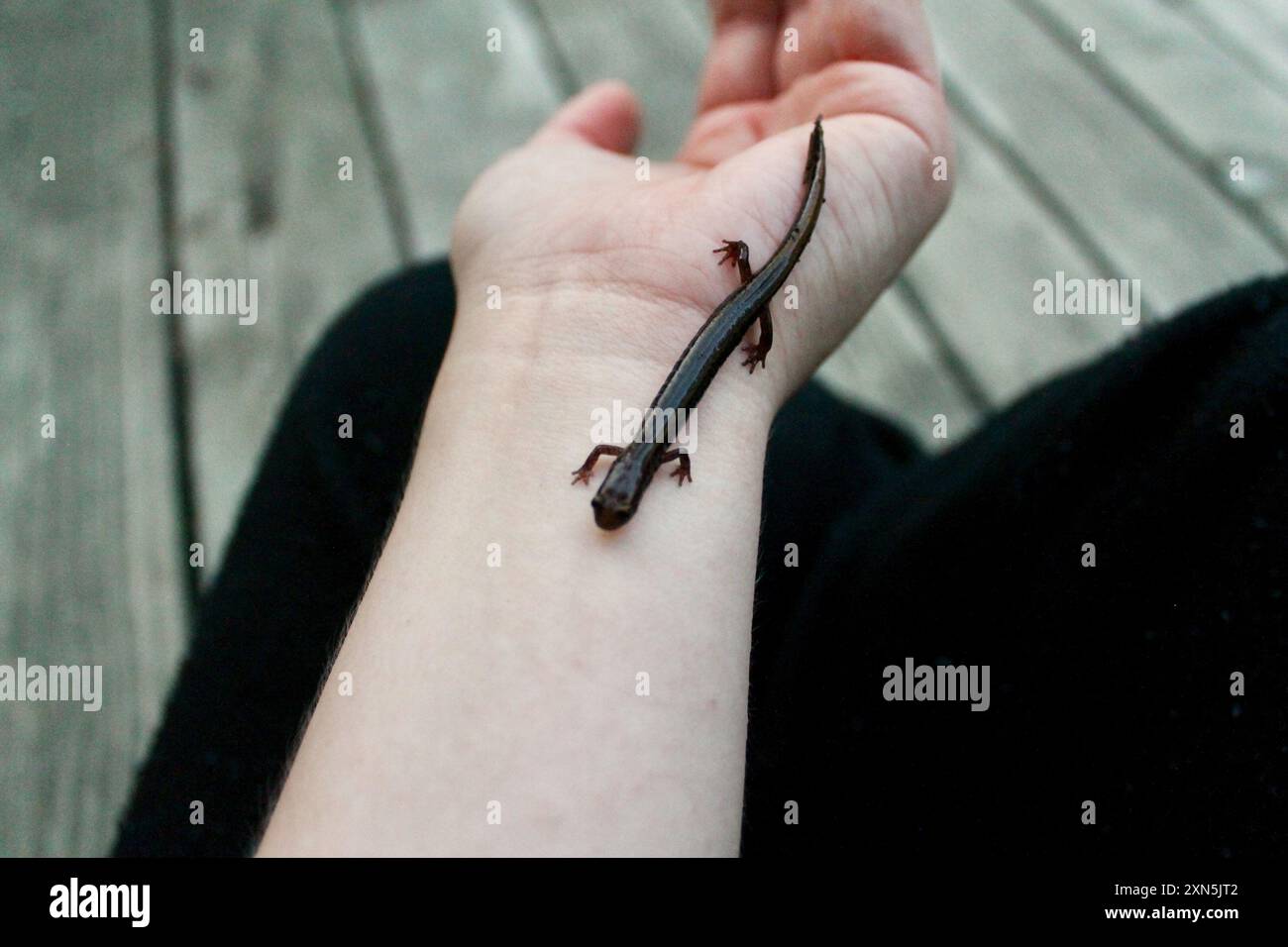 Northern Two-lined Salamander (Eurycea bislineata) Amphibia Stock Photo ...