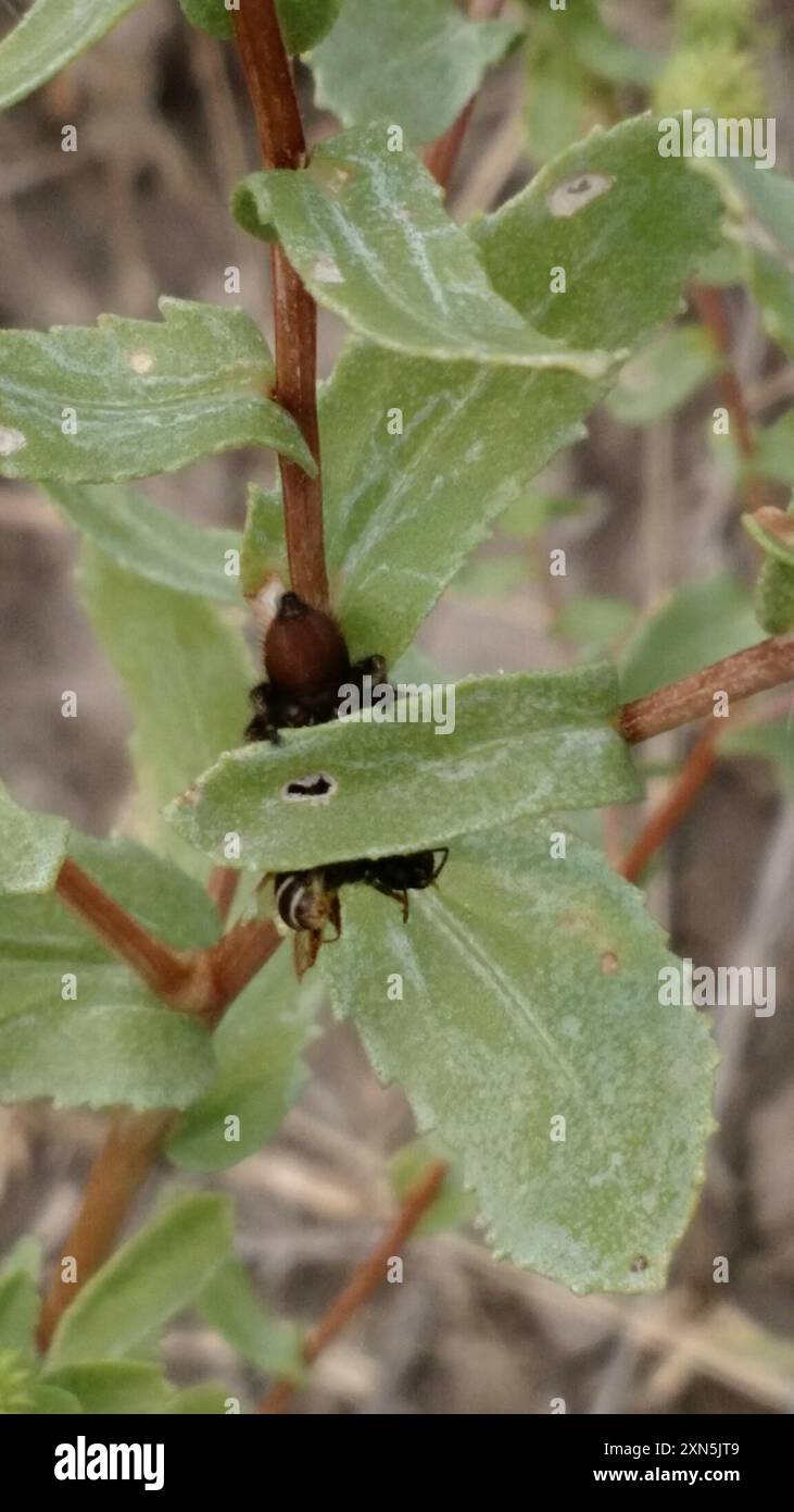 Apache Jumping Spider (Phidippus apacheanus) Arachnida Stock Photo - Alamy