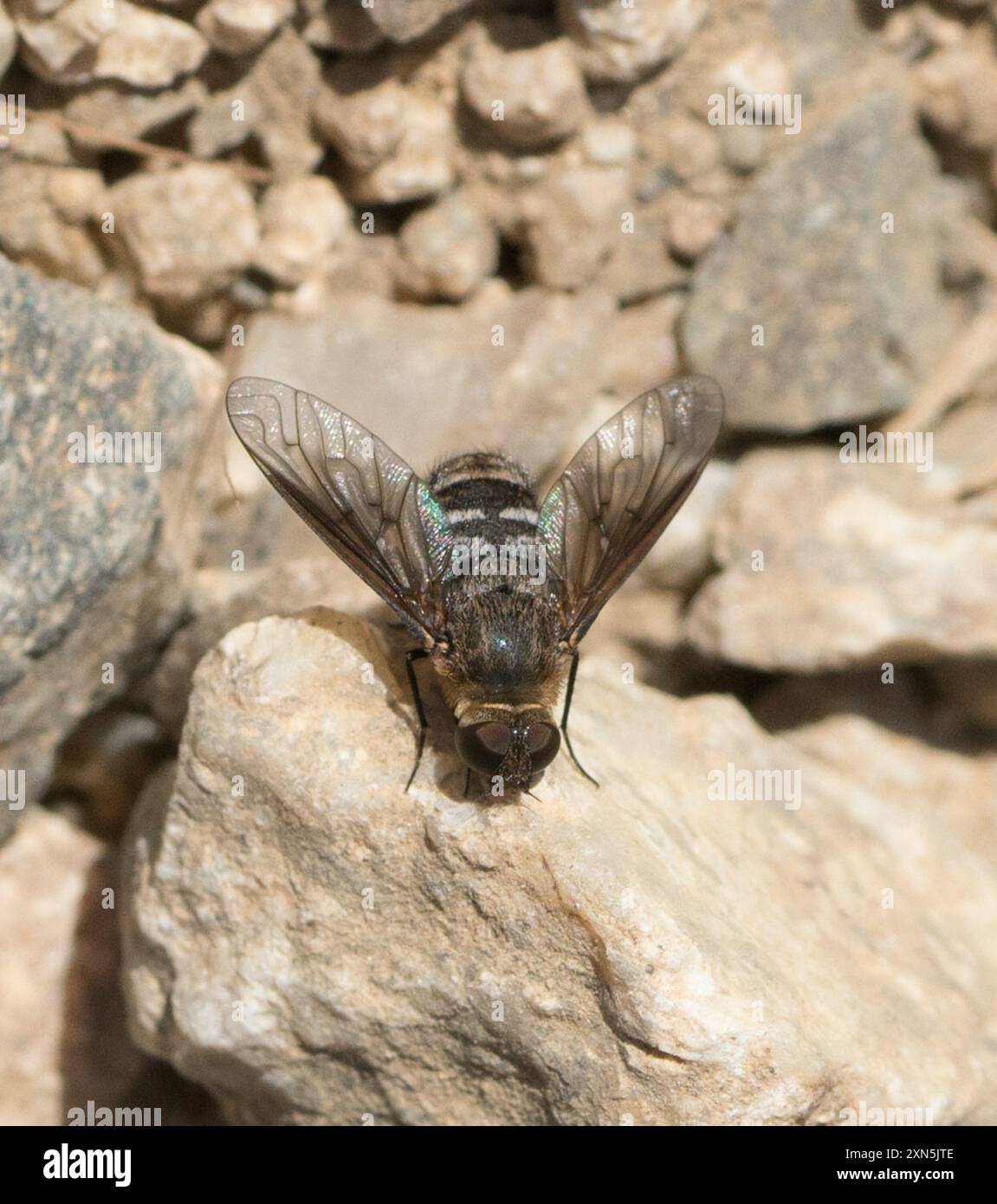 Vanus hi-res stock photography and images - Alamy