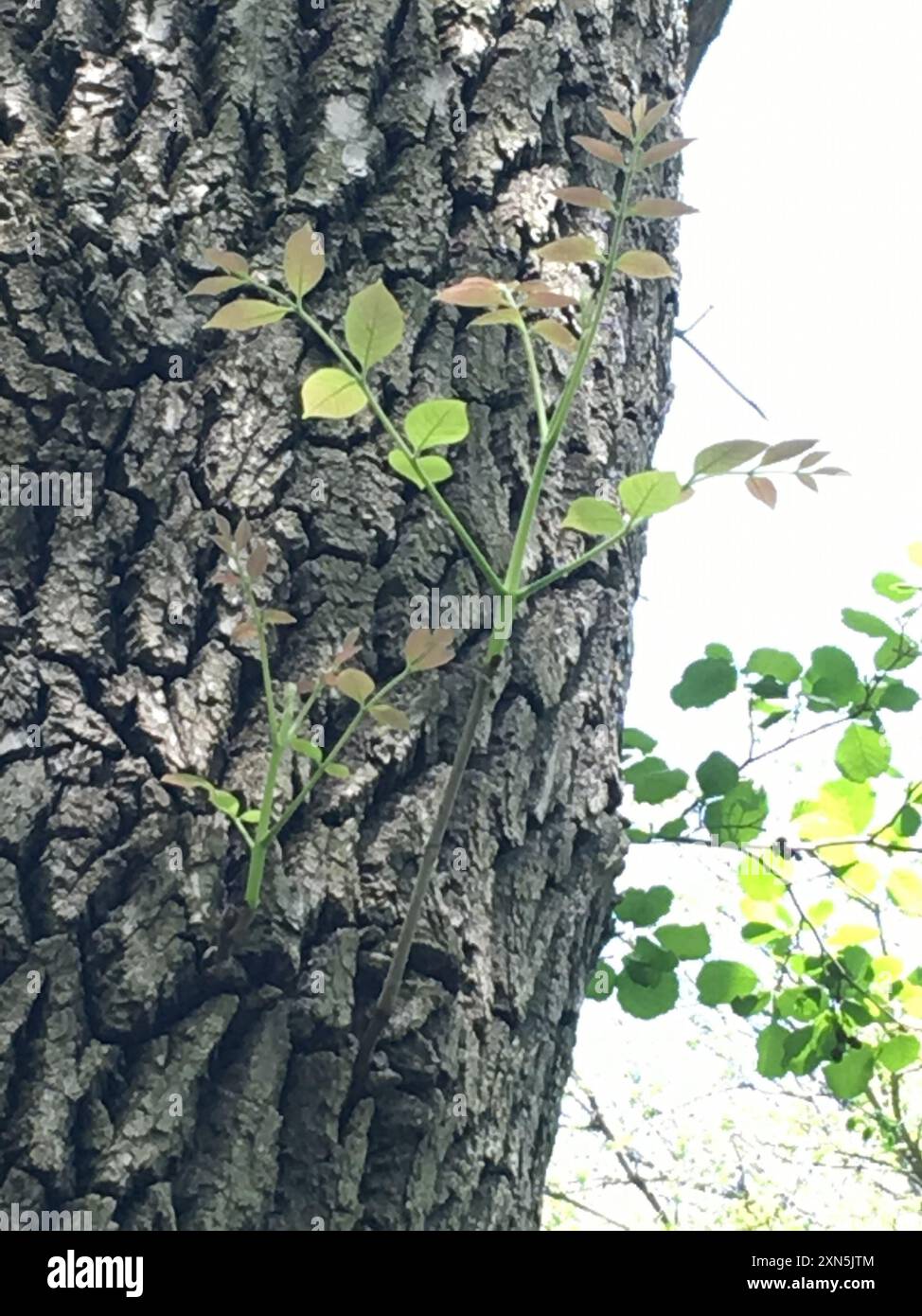 pumpkin ash (Fraxinus profunda) Plantae Stock Photo - Alamy
