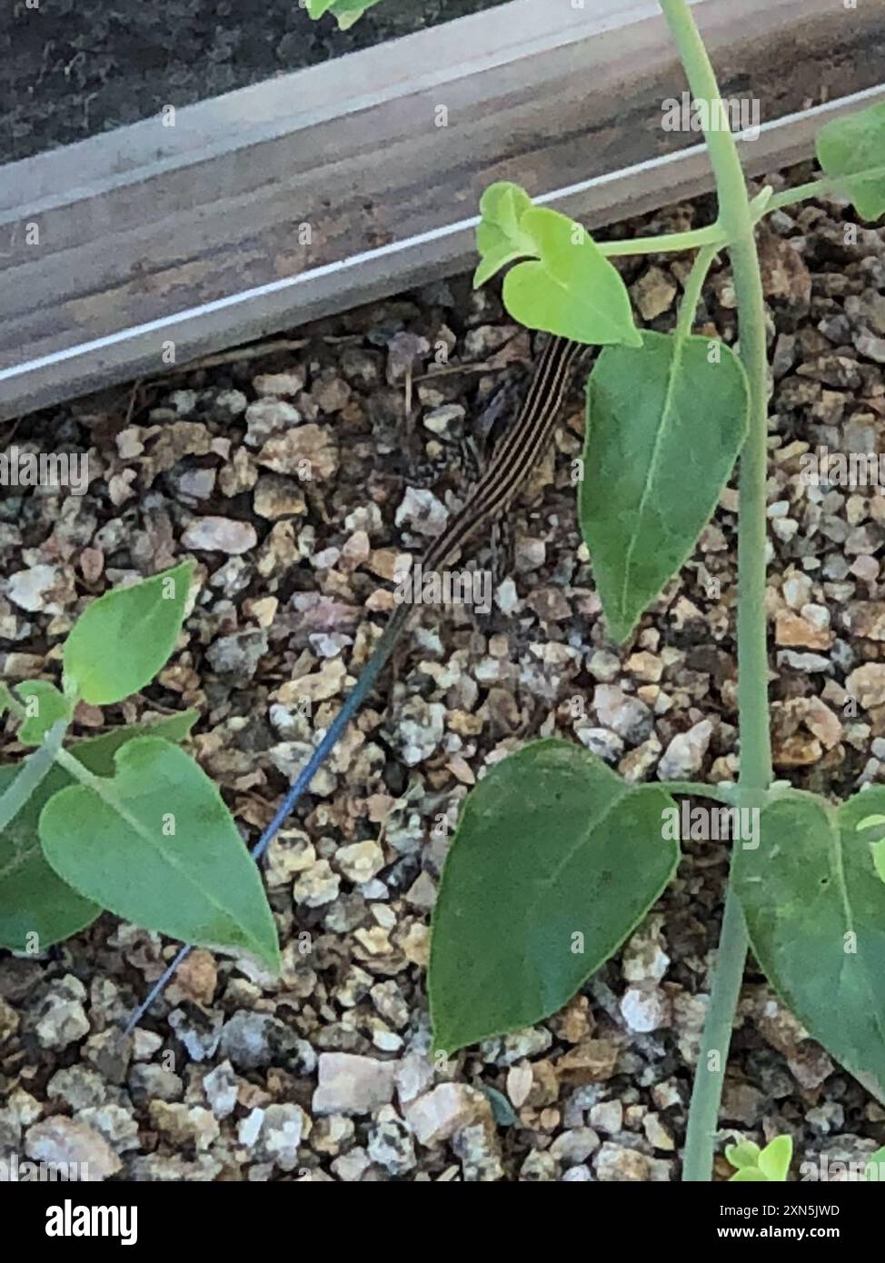Western Whiptail (Aspidoscelis tigris) Reptilia Stock Photo - Alamy