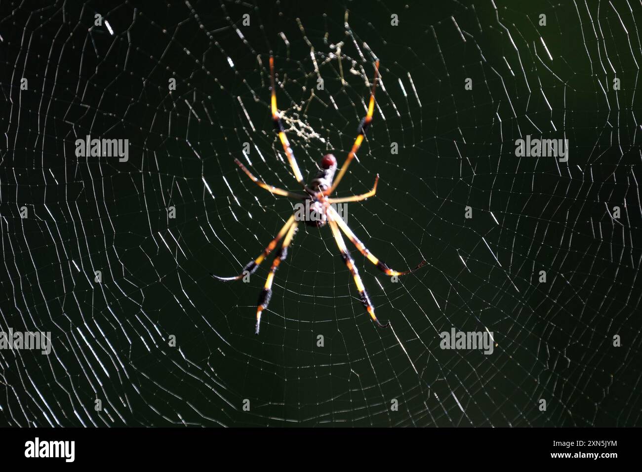 Golden Silk Spider (Trichonephila clavipes) Arachnida Stock Photo - Alamy