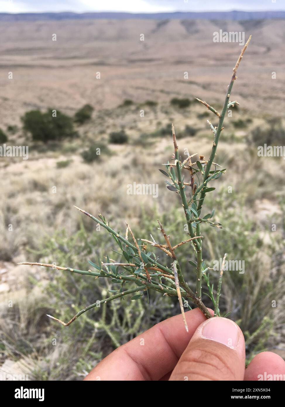 Spiny Greasebush (Glossopetalon spinescens) Plantae Stock Photo - Alamy