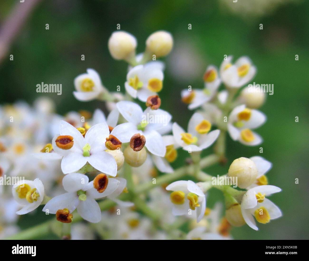 Ironwood (Olea capensis macrocarpa) Plantae Stock Photo - Alamy