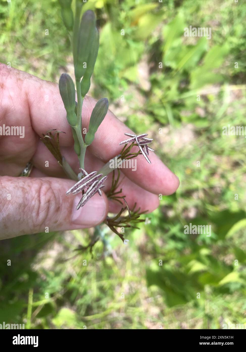 Eastern False Aloe (Manfreda virginica) Plantae Stock Photo - Alamy