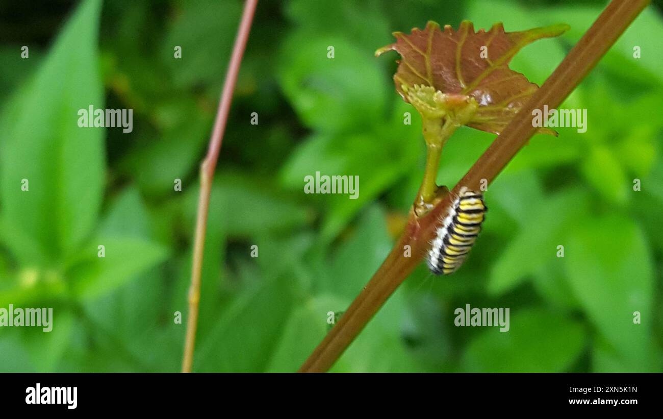 Grapeleaf Skeletonizer Moth (Harrisina americana) Insecta Stock Photo ...