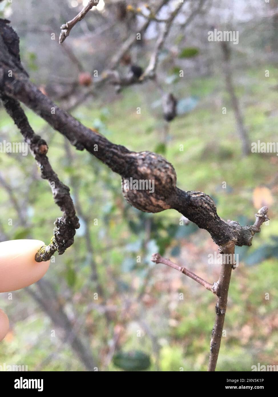 California Gall Wasp (Andricus quercuscalifornicus) Insecta Stock Photo ...