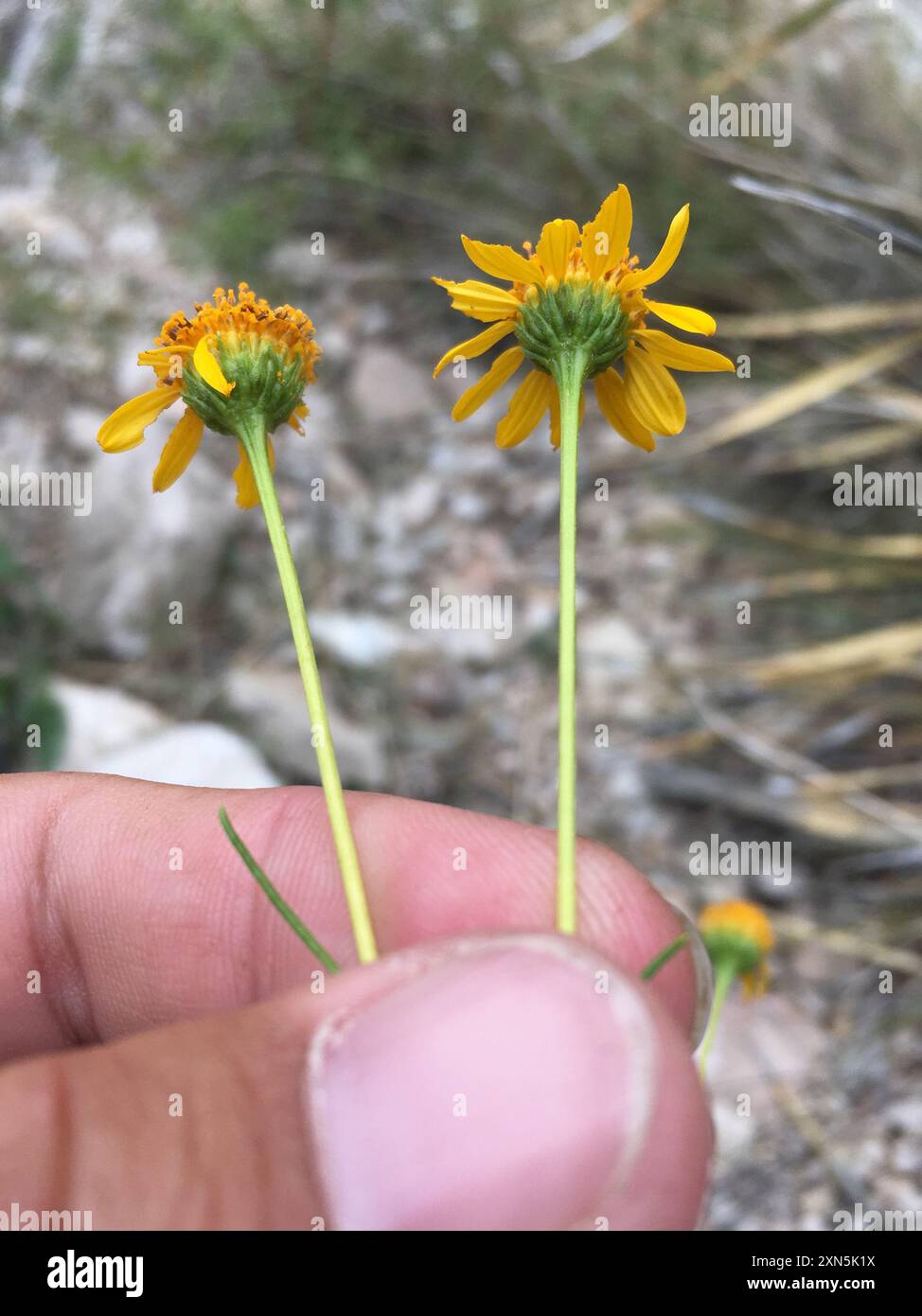 Skeletonleaf Goldeneye (Sidneya tenuifolia) Plantae Stock Photo - Alamy