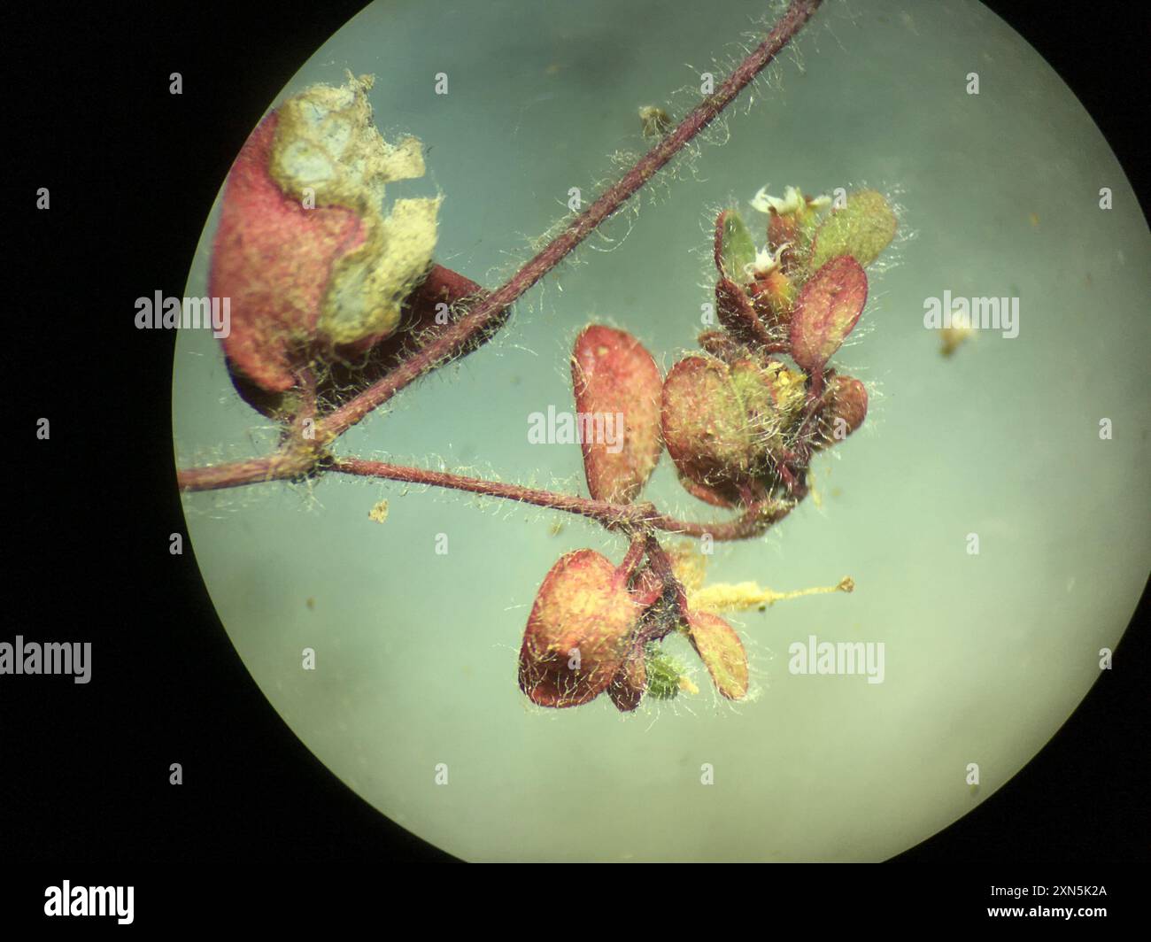 Yuma Sandmat (Euphorbia setiloba) Plantae Stock Photo - Alamy