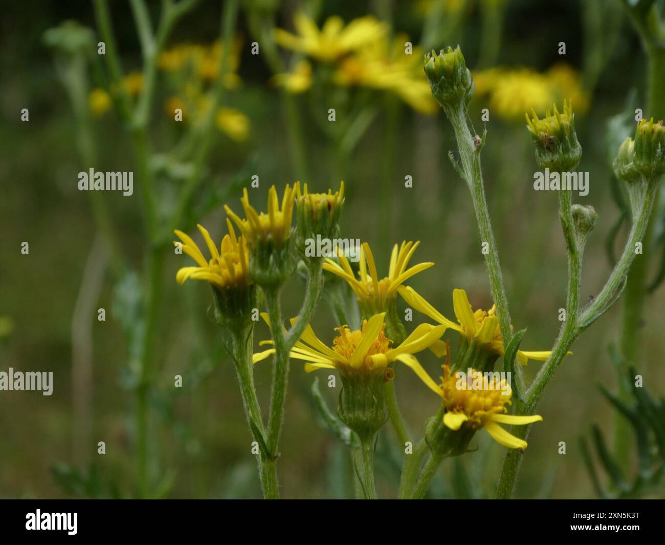 Hoary Ragwort (Jacobaea erucifolia) Plantae Stock Photo - Alamy
