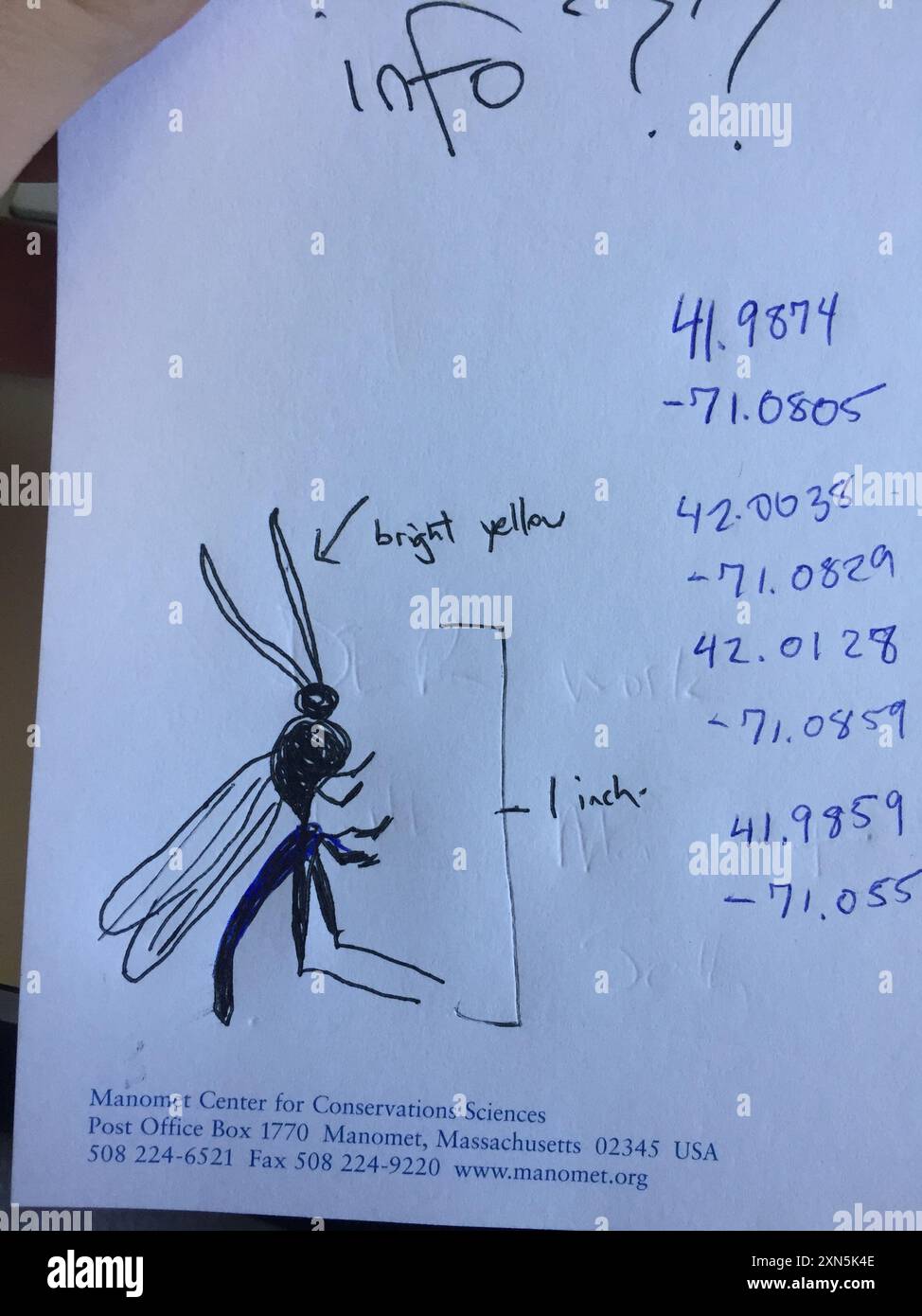 Bees and Apoid Wasps (Apoidea) Insecta Stock Photo - Alamy