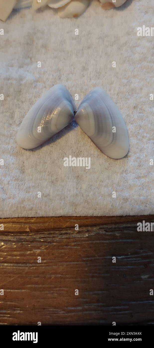 Coquina (Donax variabilis) Mollusca Stock Photo - Alamy