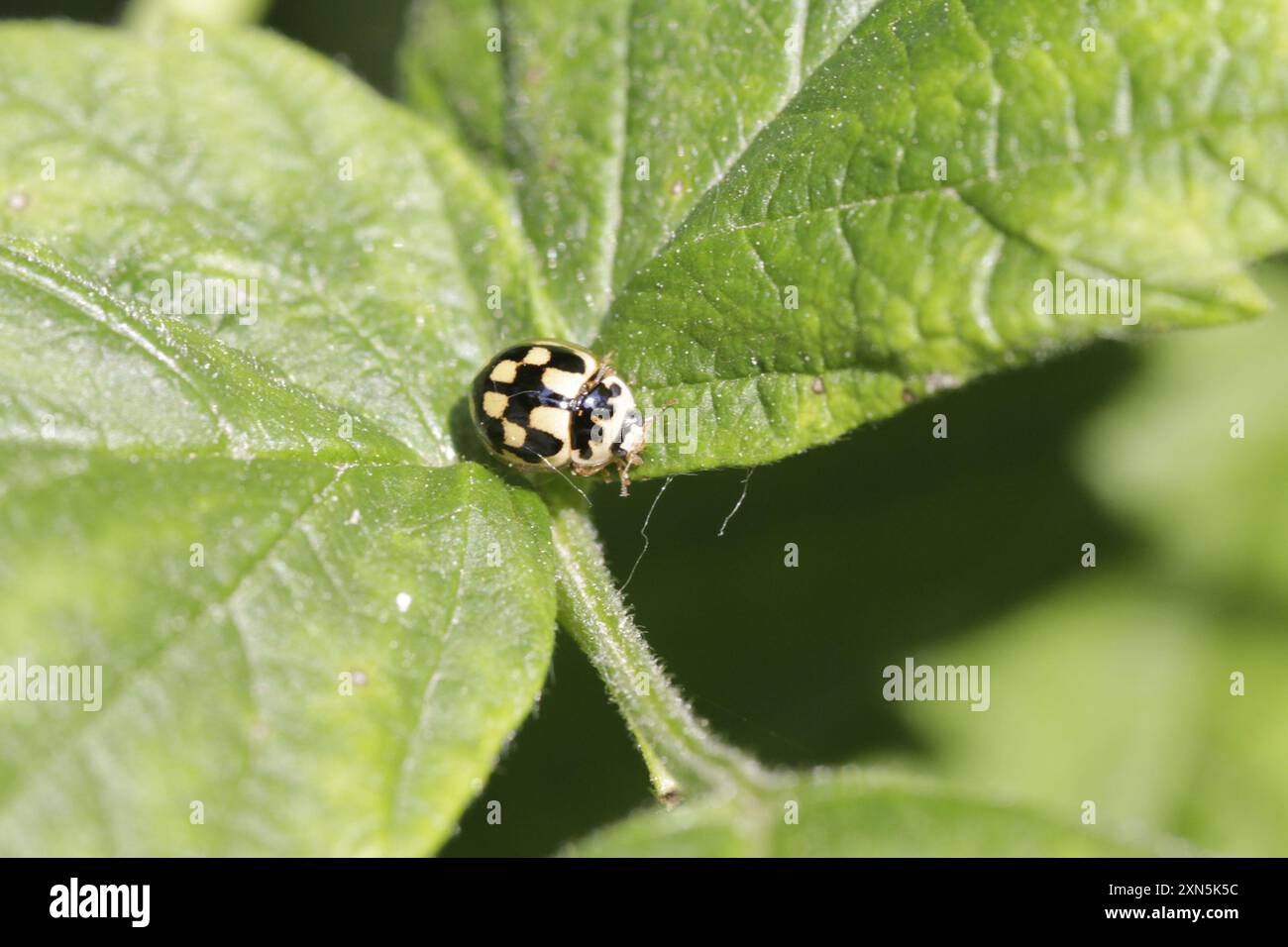 Fourteen-spotted Lady Beetle (Propylea quatuordecimpunctata) Insecta ...