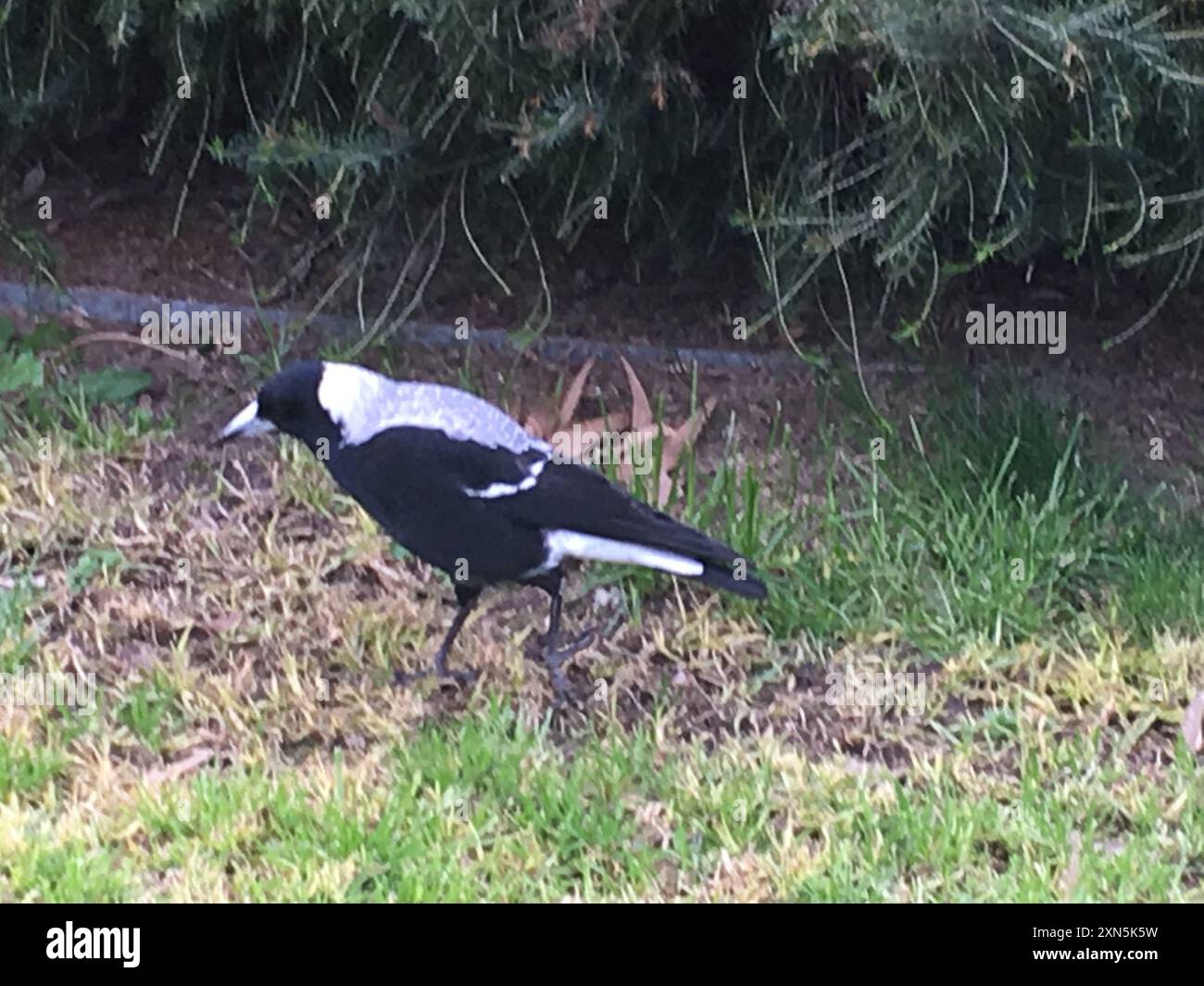 Australian Magpie (Gymnorhina tibicen) Aves Stock Photo - Alamy