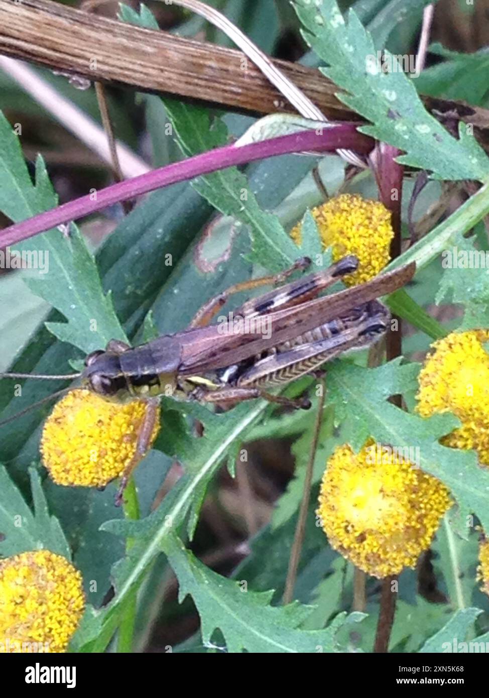 Red-legged Grasshopper (Melanoplus femurrubrum) Insecta Stock Photo - Alamy