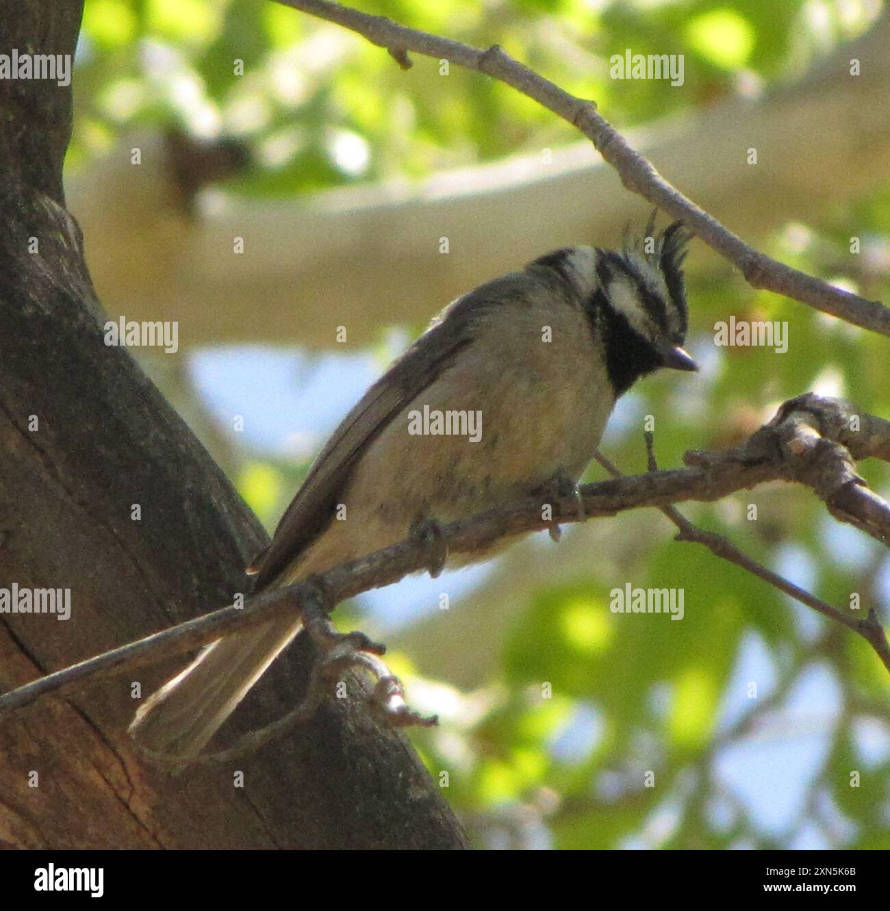 Bridled Titmouse (Baeolophus wollweberi) Aves Stock Photo - Alamy