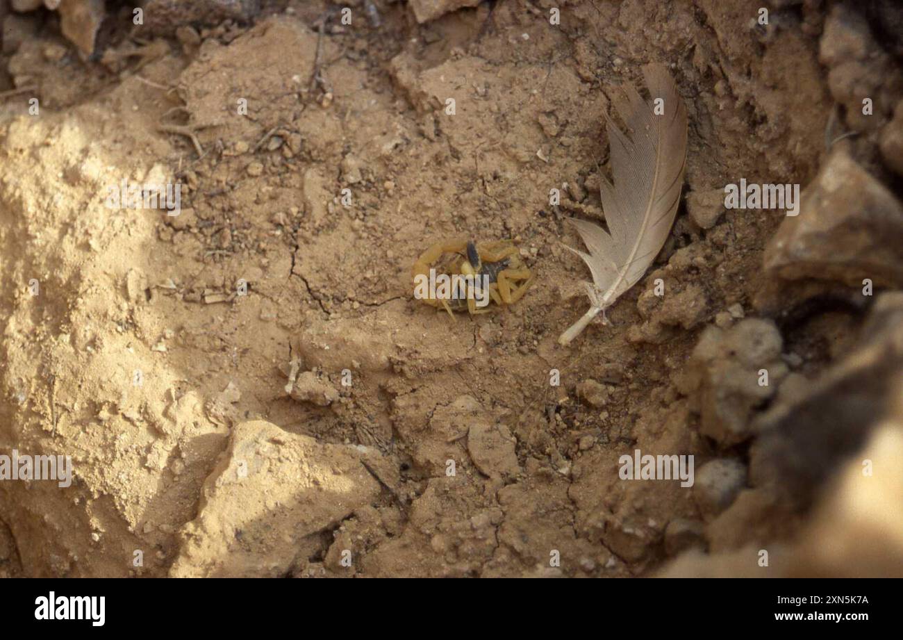 Leiurus hebraeus hi-res stock photography and images - Alamy