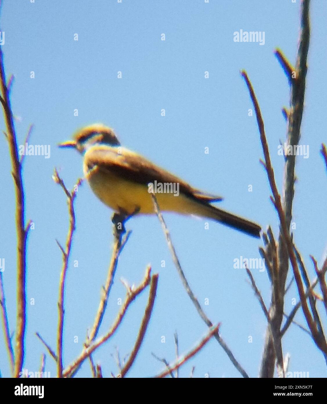 Western Kingbird (Tyrannus verticalis) Aves Stock Photo - Alamy