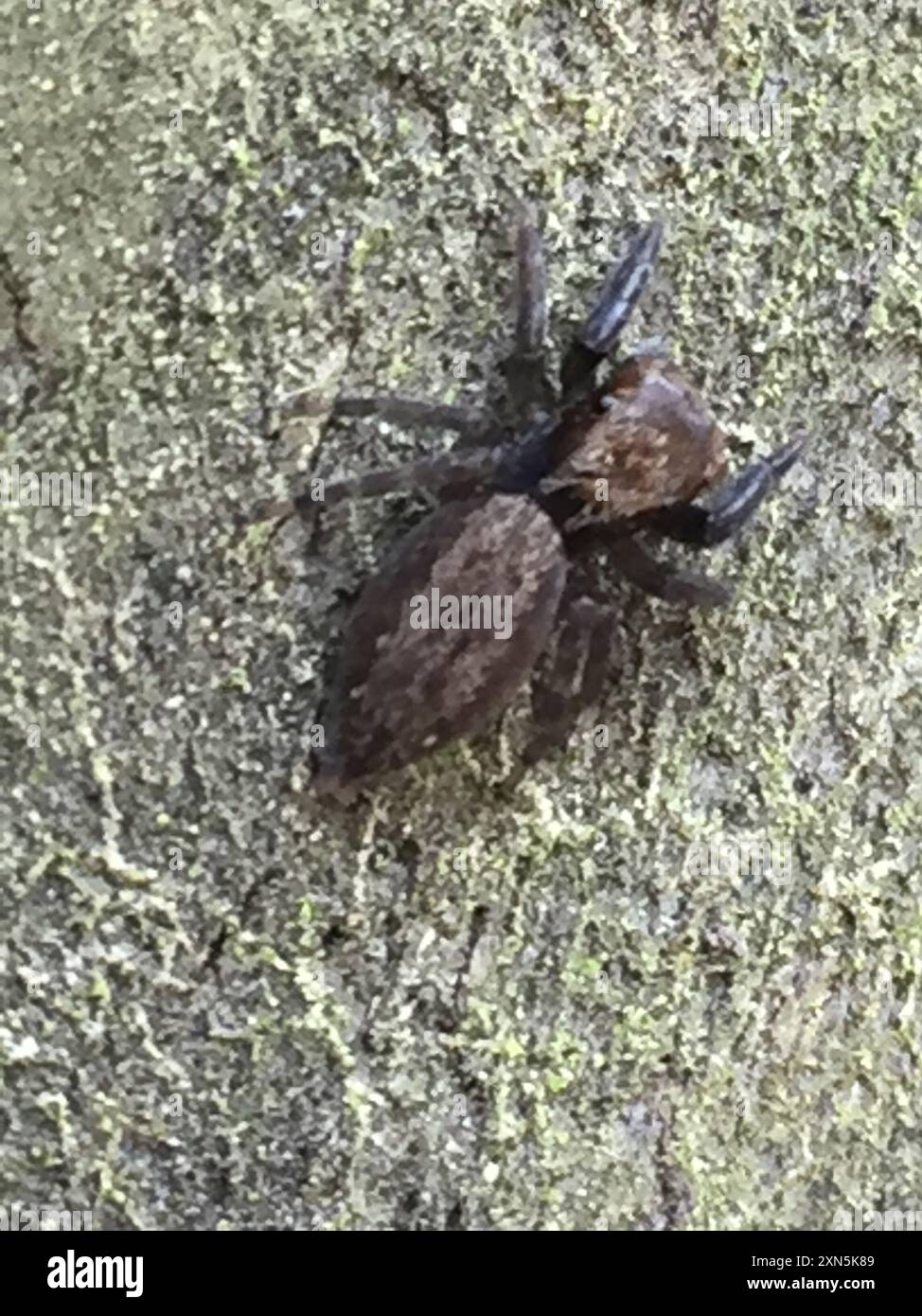 Golden-brown Jumping Spider (Trite auricoma) Arachnida Stock Photo - Alamy