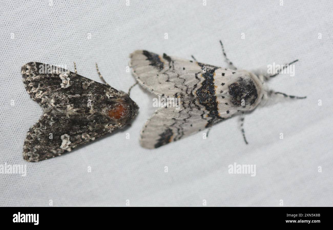 Zigzag Furcula Moth (Furcula scolopendrina) Insecta Stock Photo - Alamy