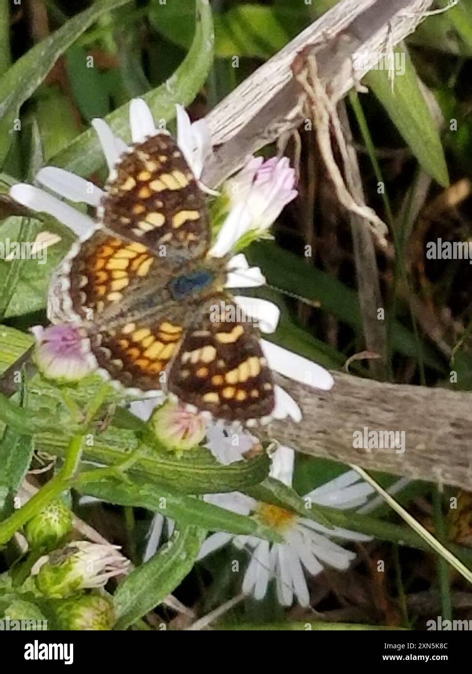 Field Crescent (Phyciodes pulchella) Insecta Stock Photo - Alamy