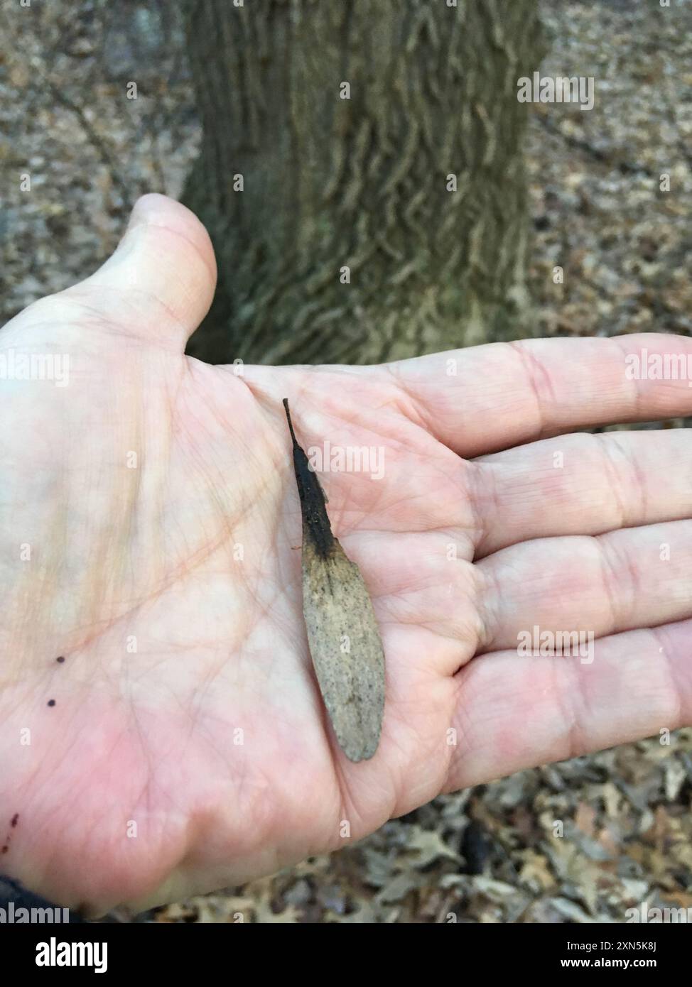 pumpkin ash (Fraxinus profunda) Plantae Stock Photo - Alamy