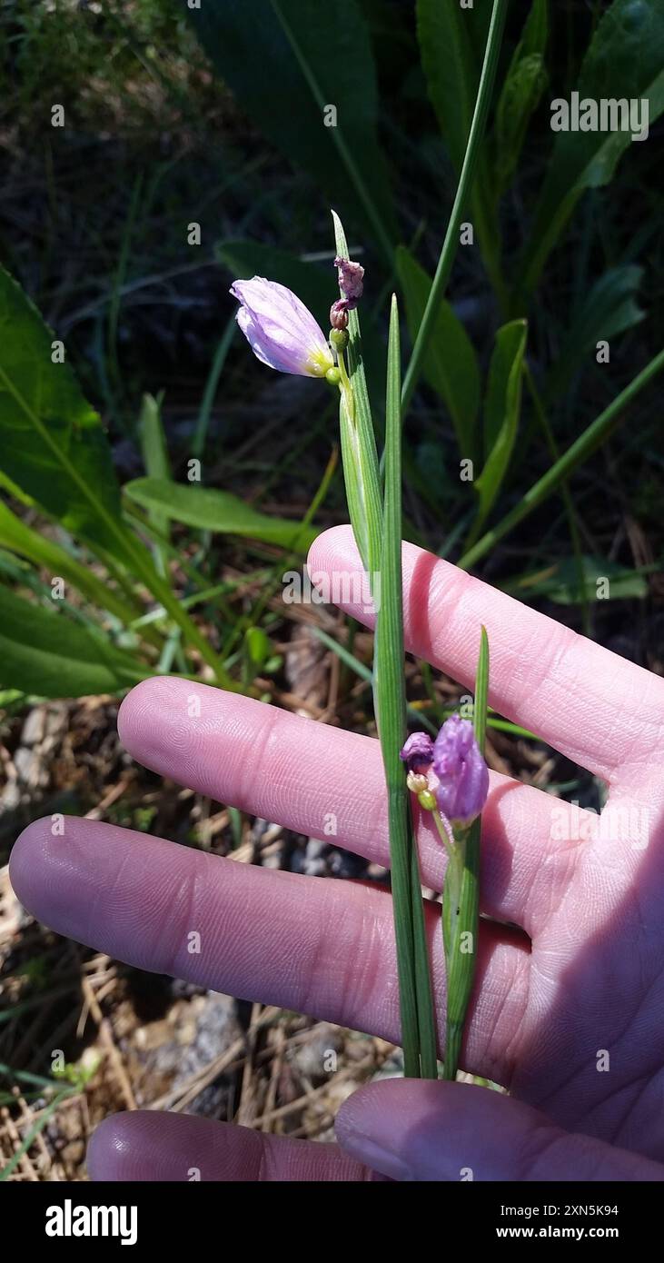 inflated grasswidow (Olsynium douglasii inflatum) Plantae Stock Photo ...