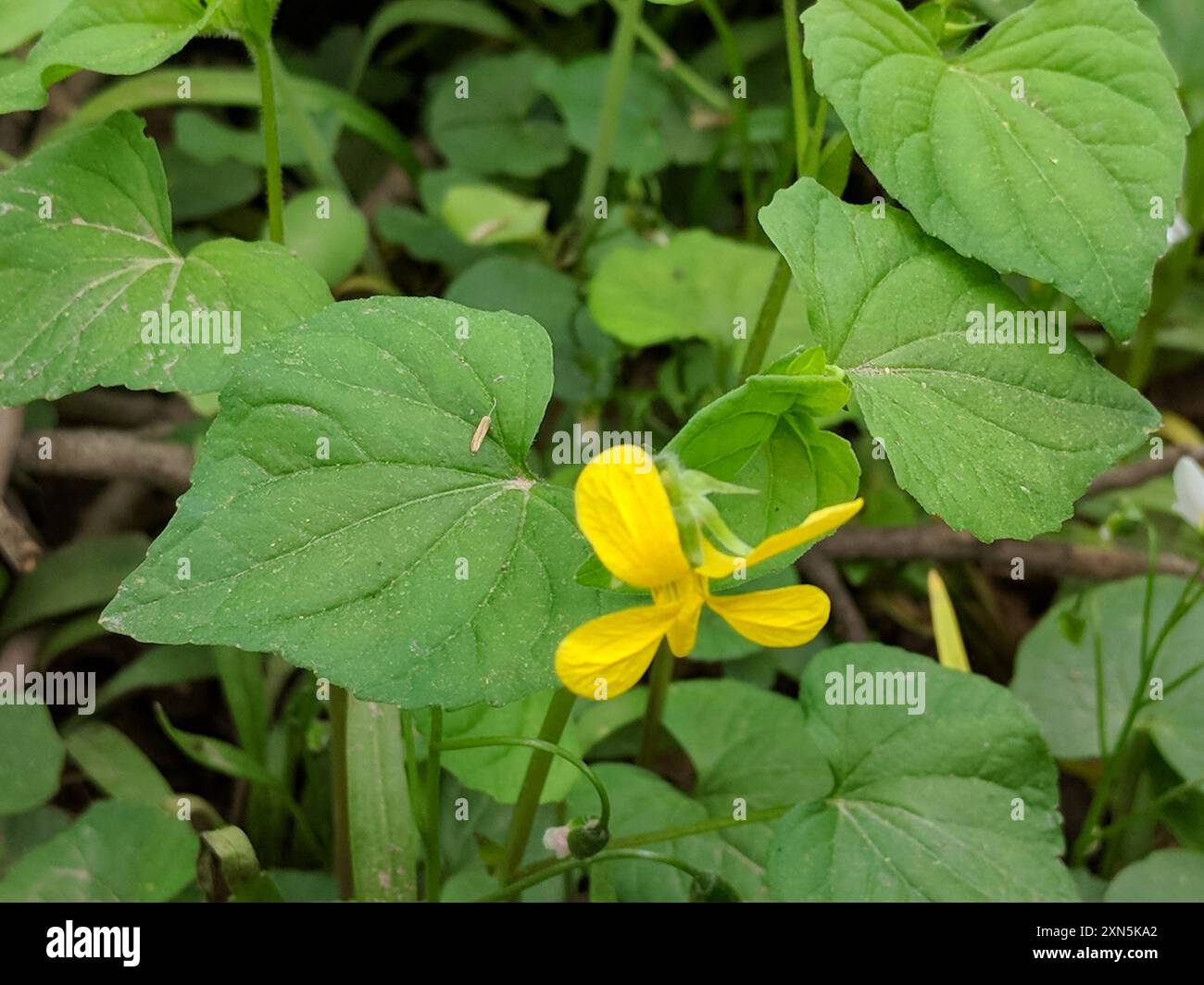 Smooth Yellow Violet (Viola eriocarpa) Plantae Stock Photo - Alamy
